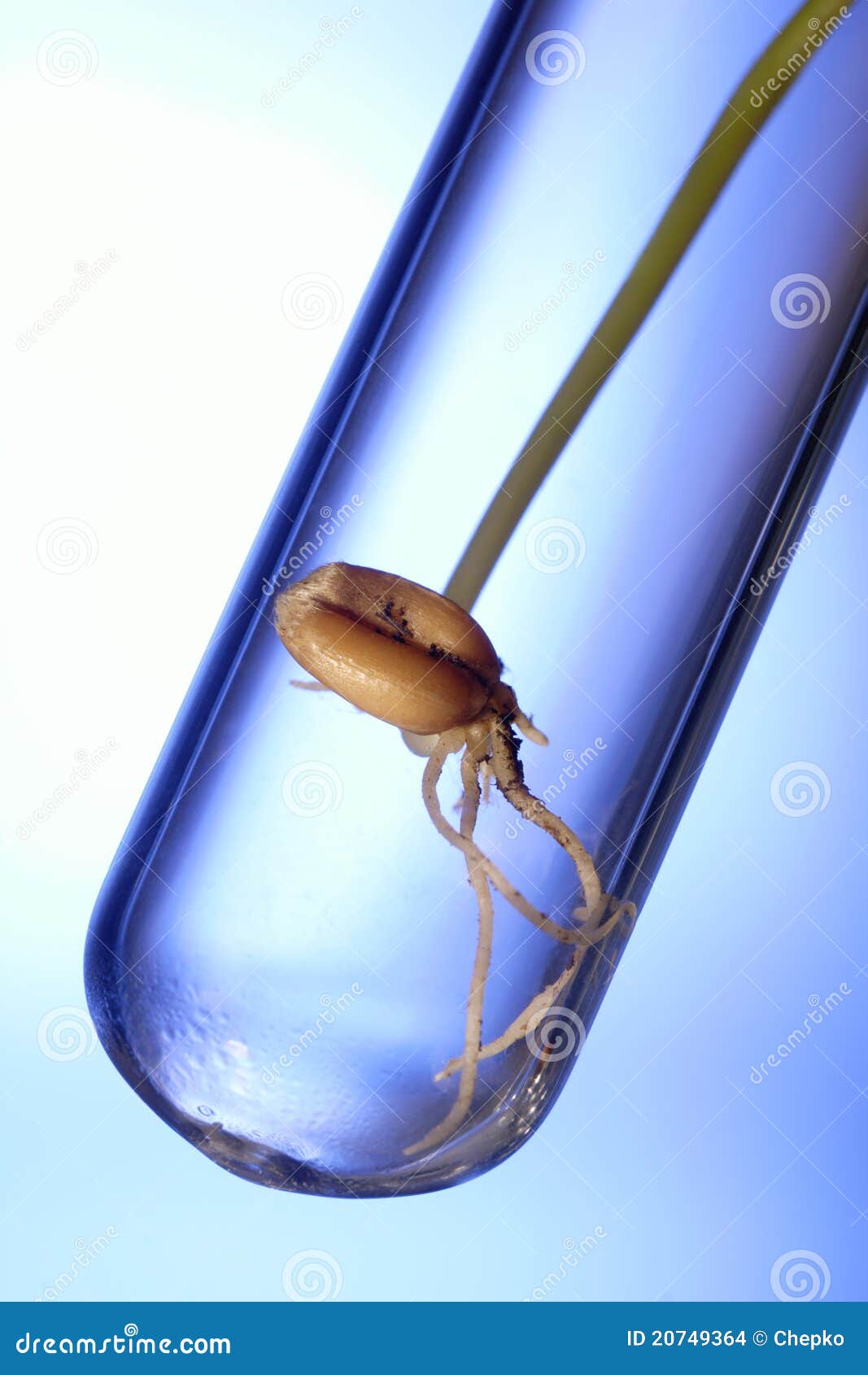 Germinate Seed Royalty-Free Stock Image | CartoonDealer.com #19435522