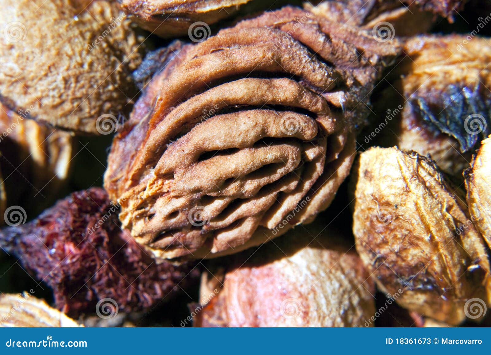 Seed texture stock image. Image of natural, background - 18361673