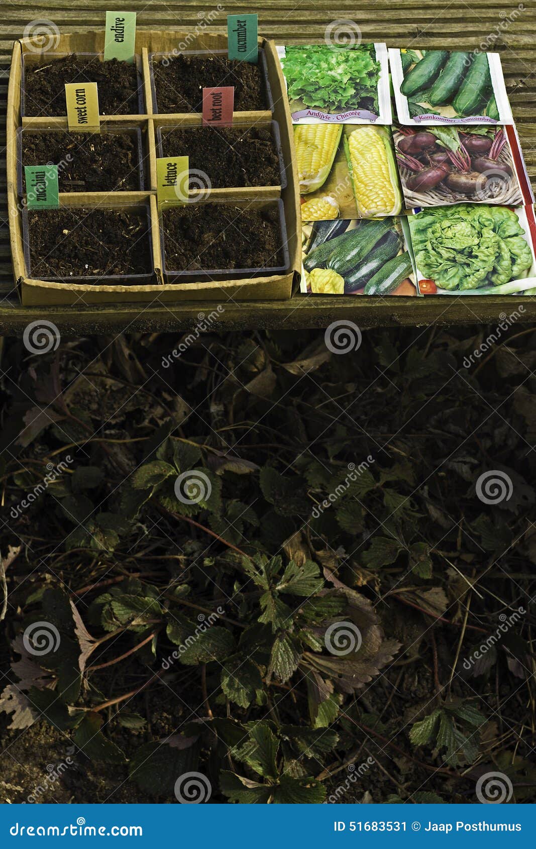 Seed tray stock image. Image of garden, gardening, soil - 51683531