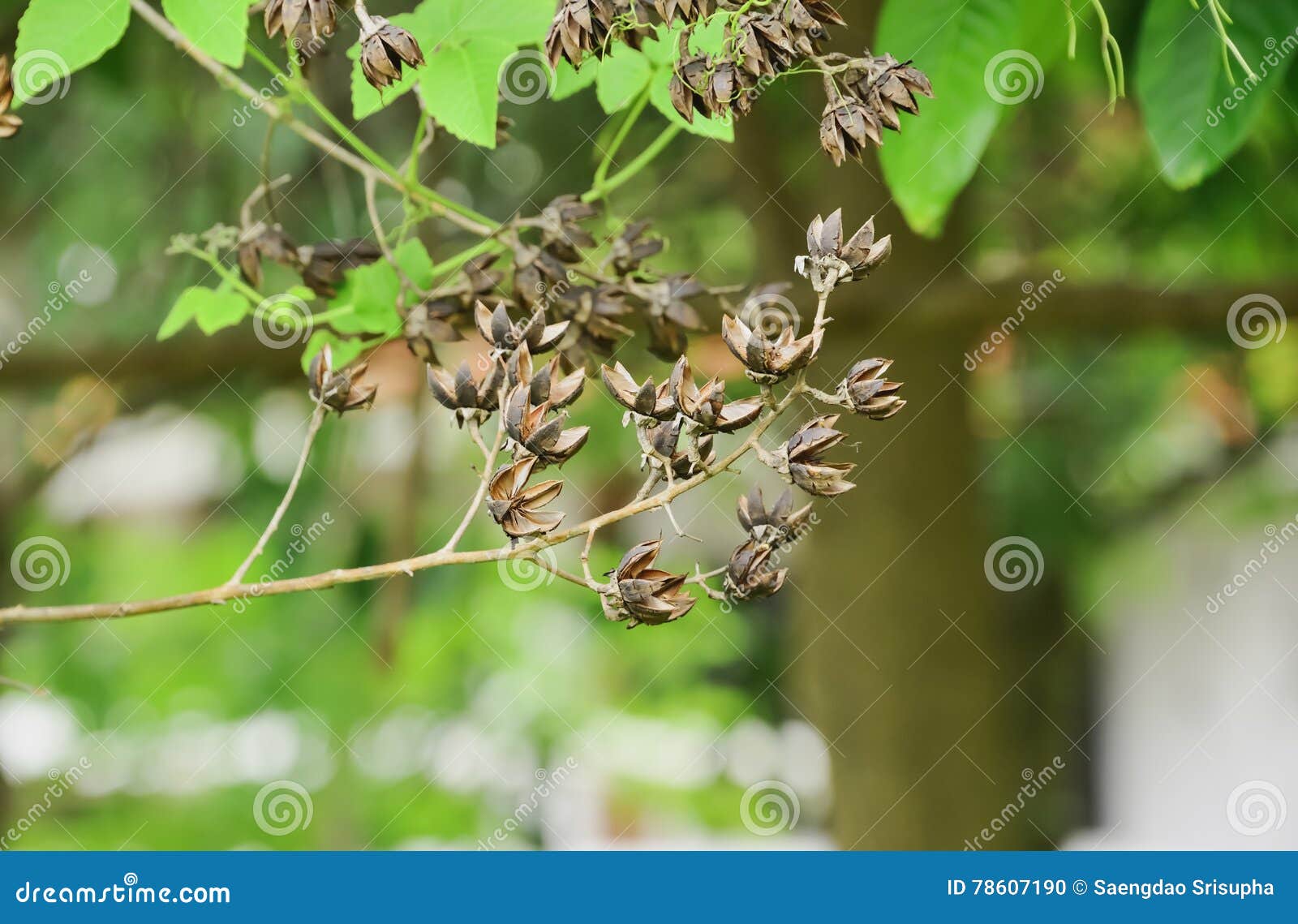 Seed on tree stock photo. Image of detail, colorful, floral - 78607190