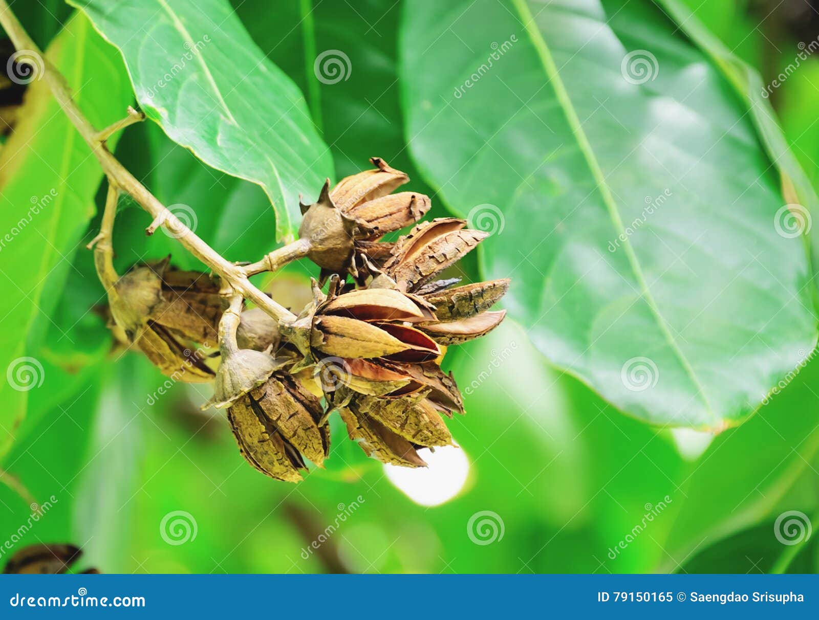 Seed on tree stock image. Image of bloom, green, landscape - 79150165