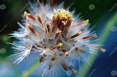 Seed of tridax procumben stock image. Image of weed, nature - 2049897