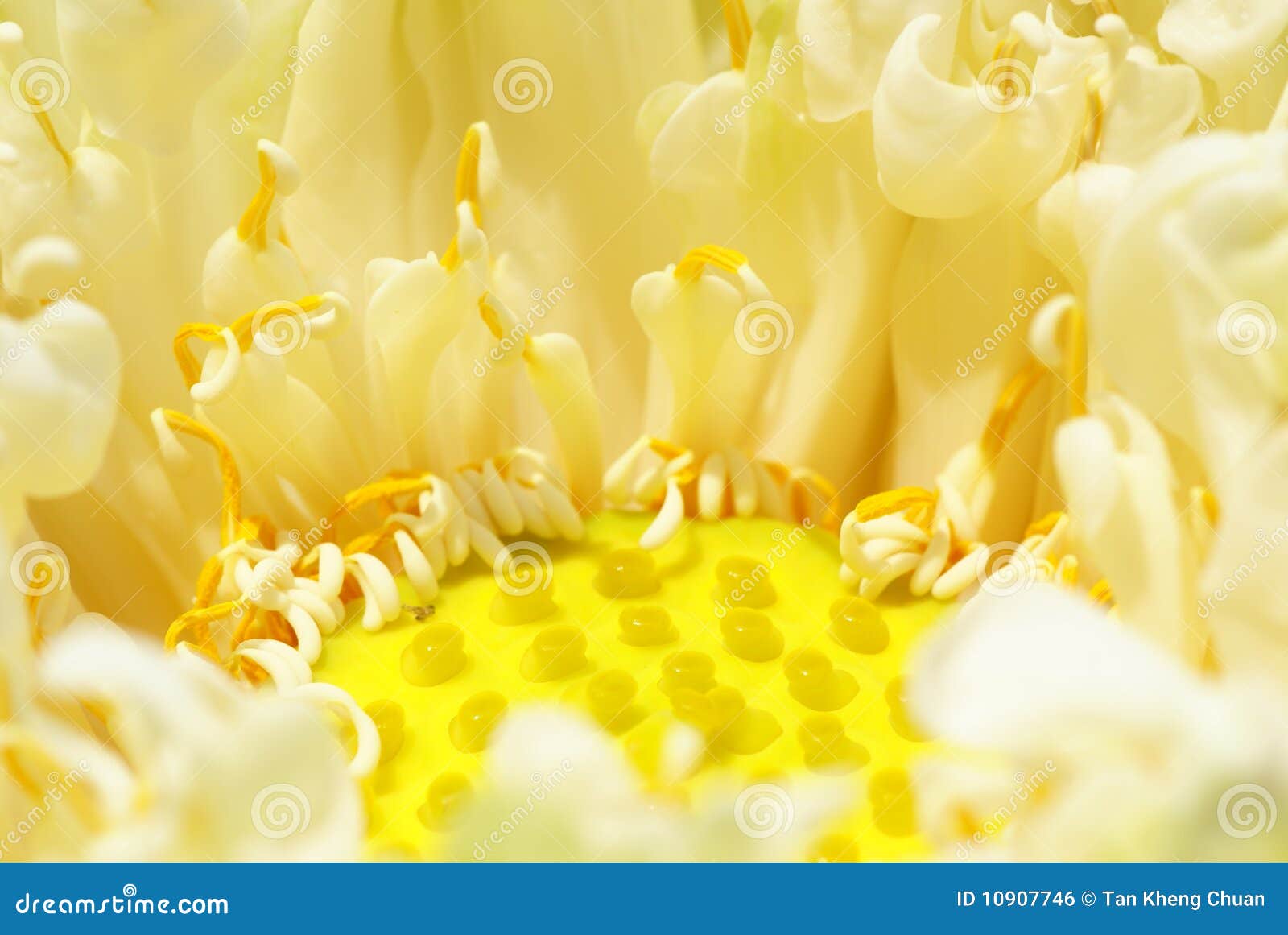 Seed of White Lotus stock photo. Image of nucifera, seed - 10907746