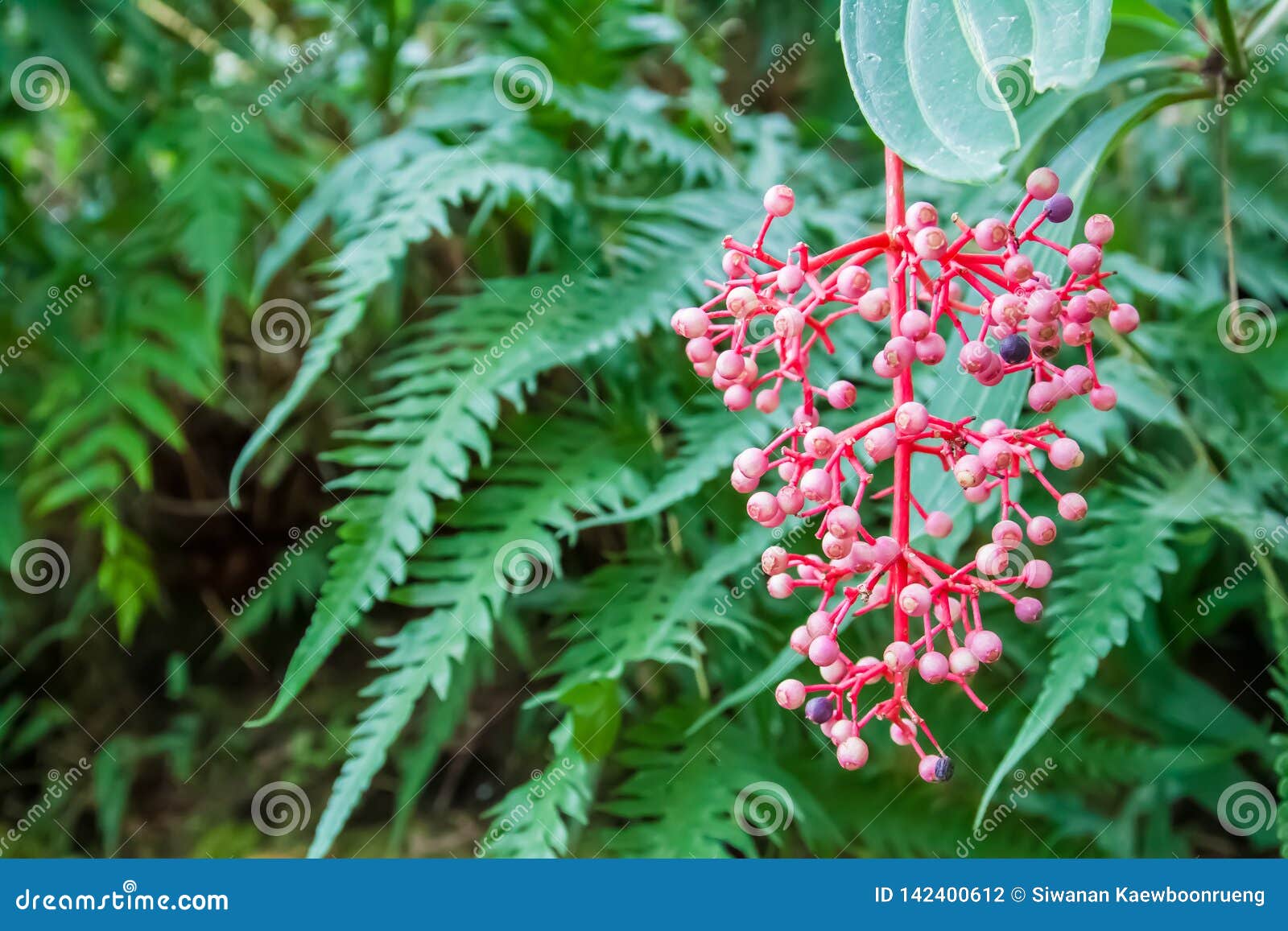 Seed of wild tree stock photo. Image of asia, background - 142400612