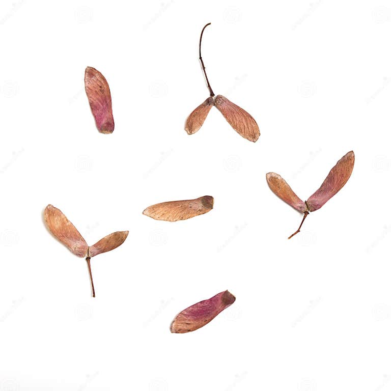Seed Wings stock image. Image of maple, studio, winged - 17145077