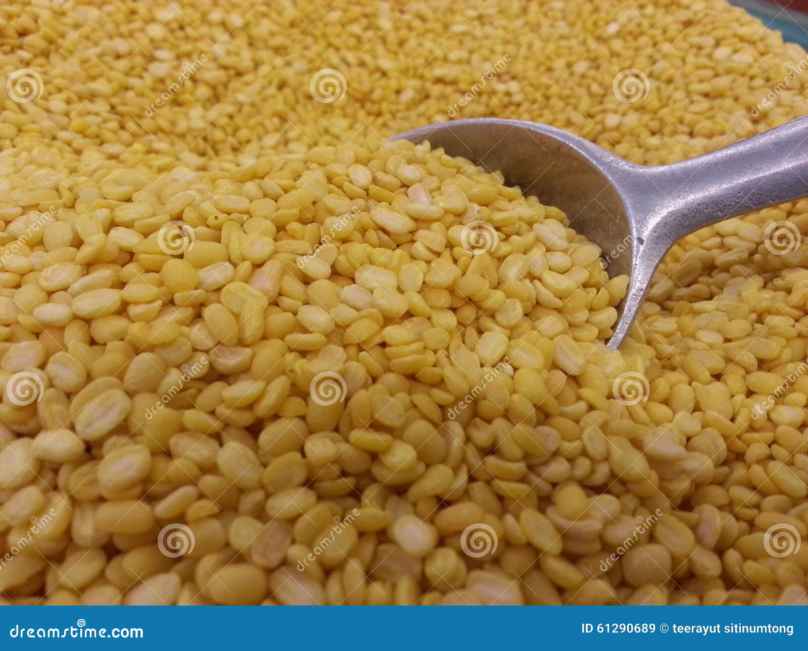 Seed yellow soybean stock image. Image of soybean, benifits - 61290689