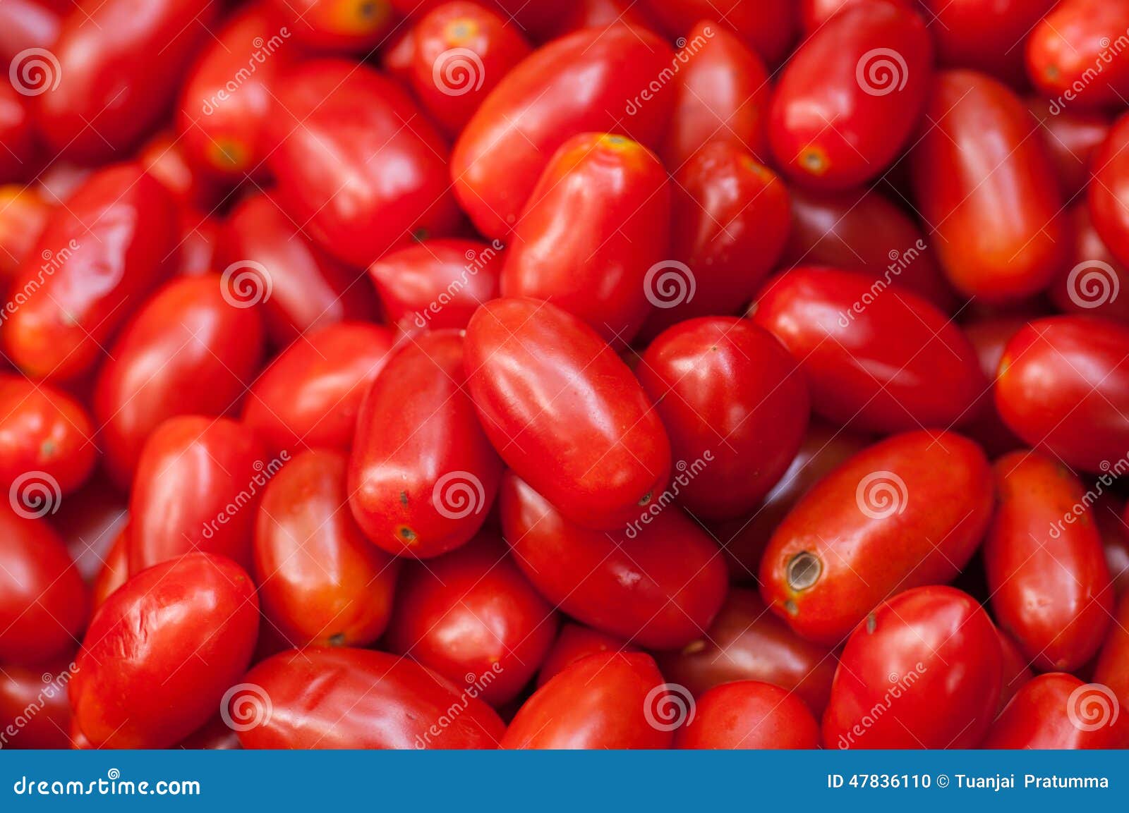 Seeda tomato stock photo. Image of cook, juicy, food - 47836110