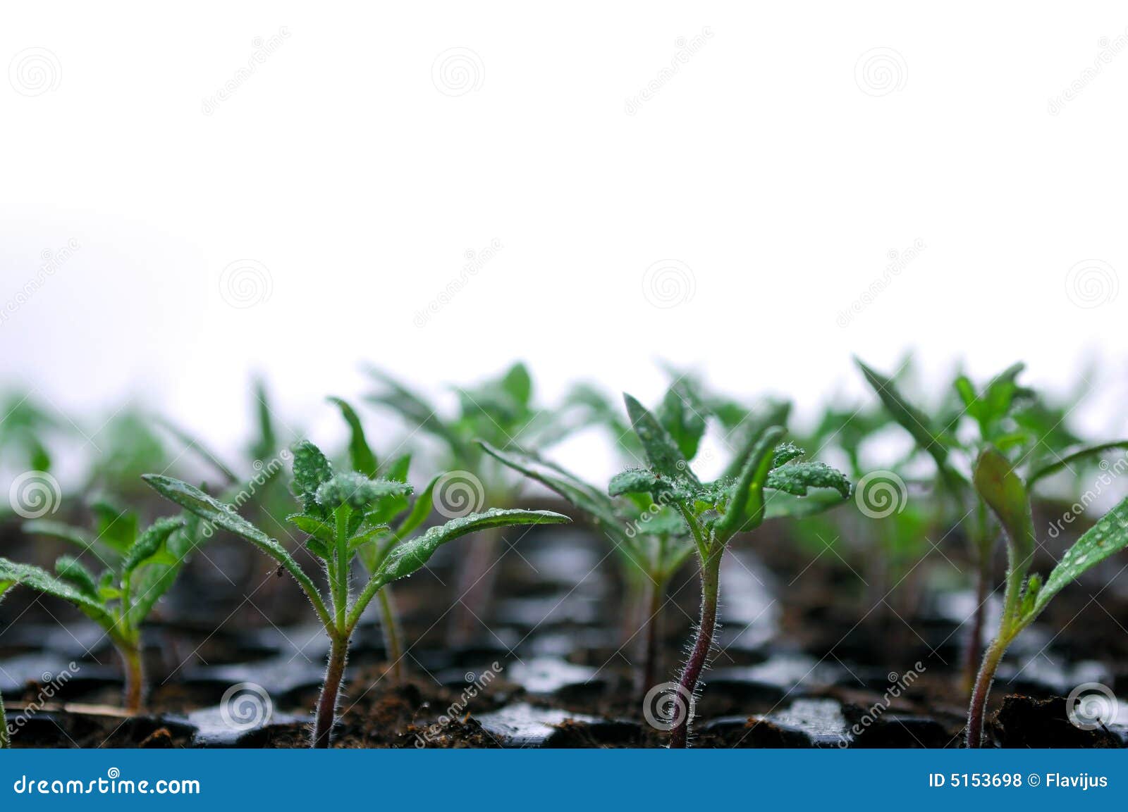 Seedbed stock photo. Image of grow, children, soil, tomato - 5153698