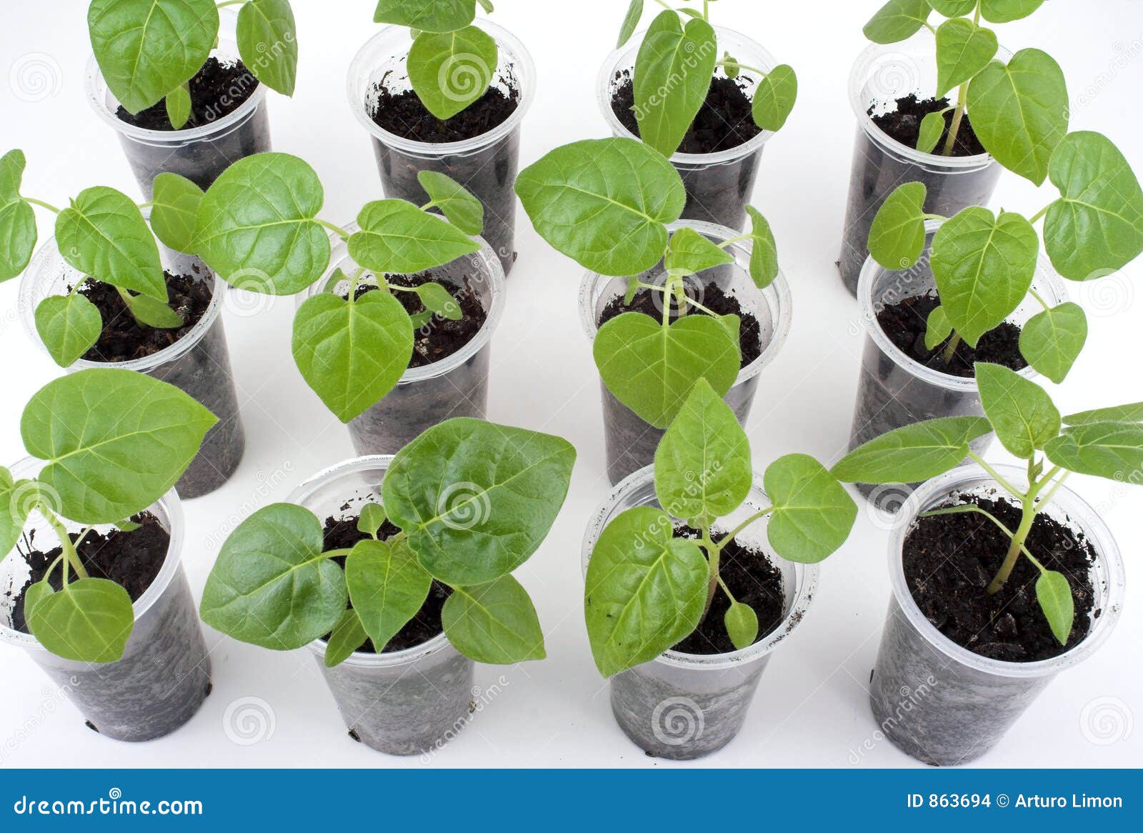 Seedbed stock photo. Image of land, agriculture, tropical - 863694