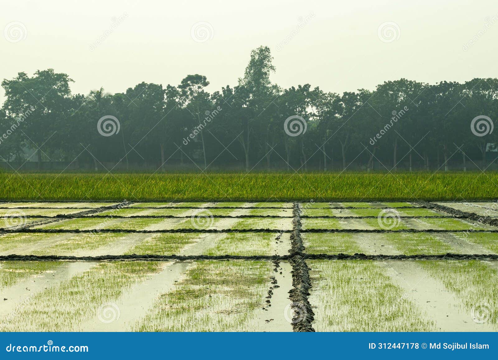 A Seedbed or Seedling Bed is the Local Soil Environment in Which Seeds ...