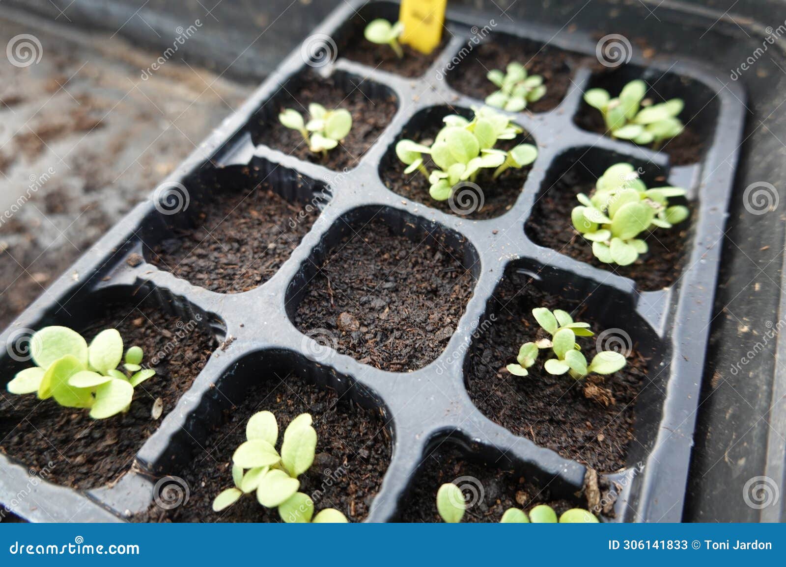 Seedbed with Small Lettuce Plants Sprouting in a Warm Greenhouse Bed ...