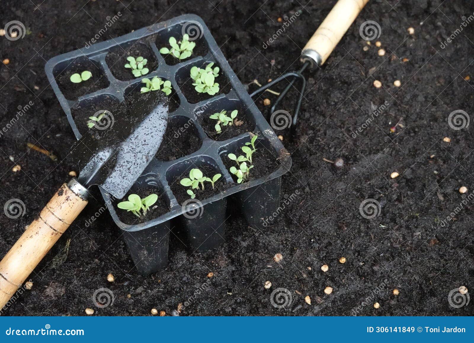 Seedbed Tools with Young Lettuce Plants Growing in Seedbed and Make ...
