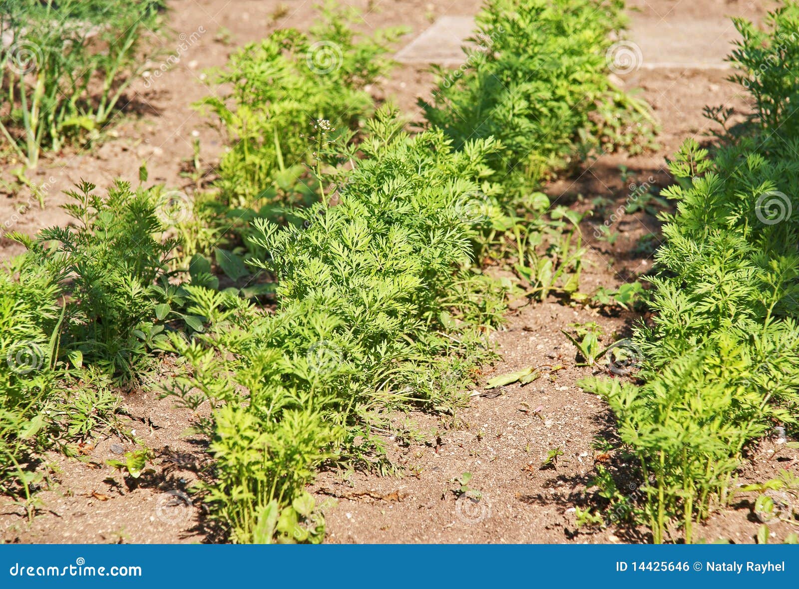 Seedbed of vegetables stock photo. Image of freshness - 14425646