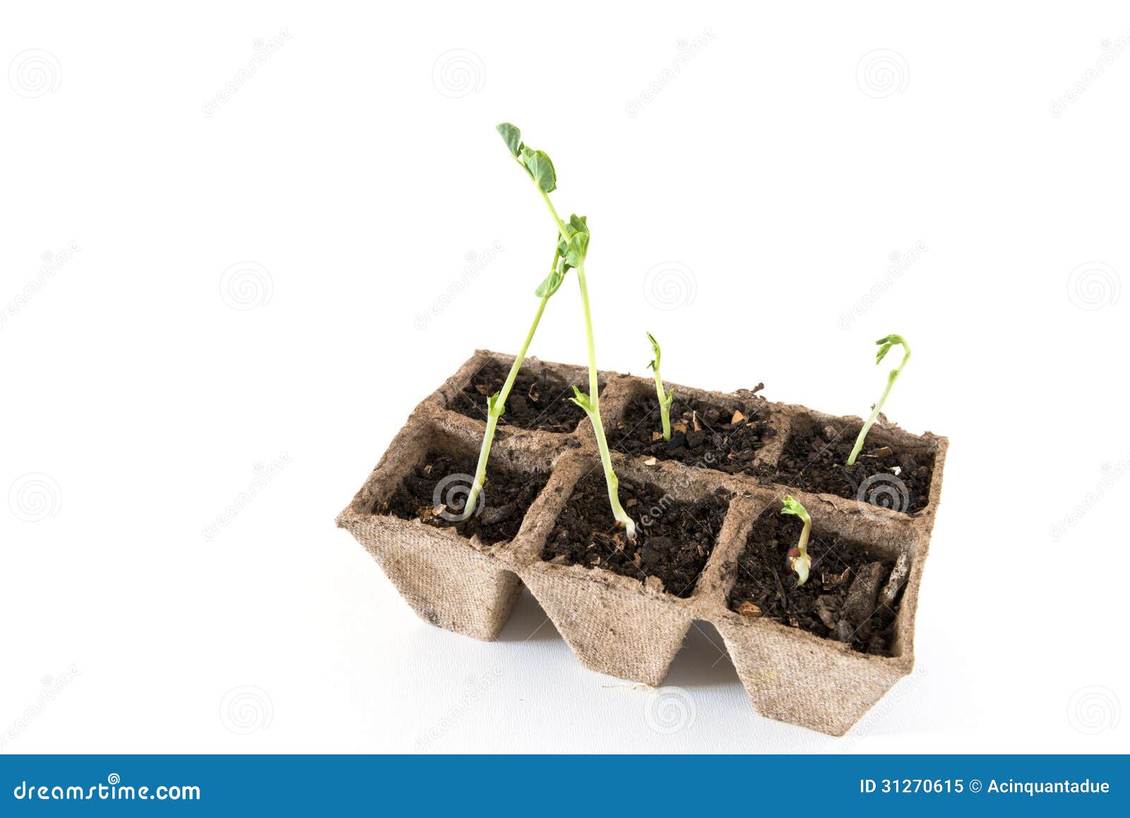Seedbed on White Background Stock Image - Image of seed, fresh: 31270615