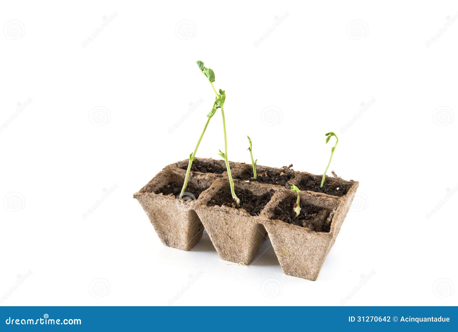 Seedbed on White Background Stock Photo - Image of agriculture, growth ...