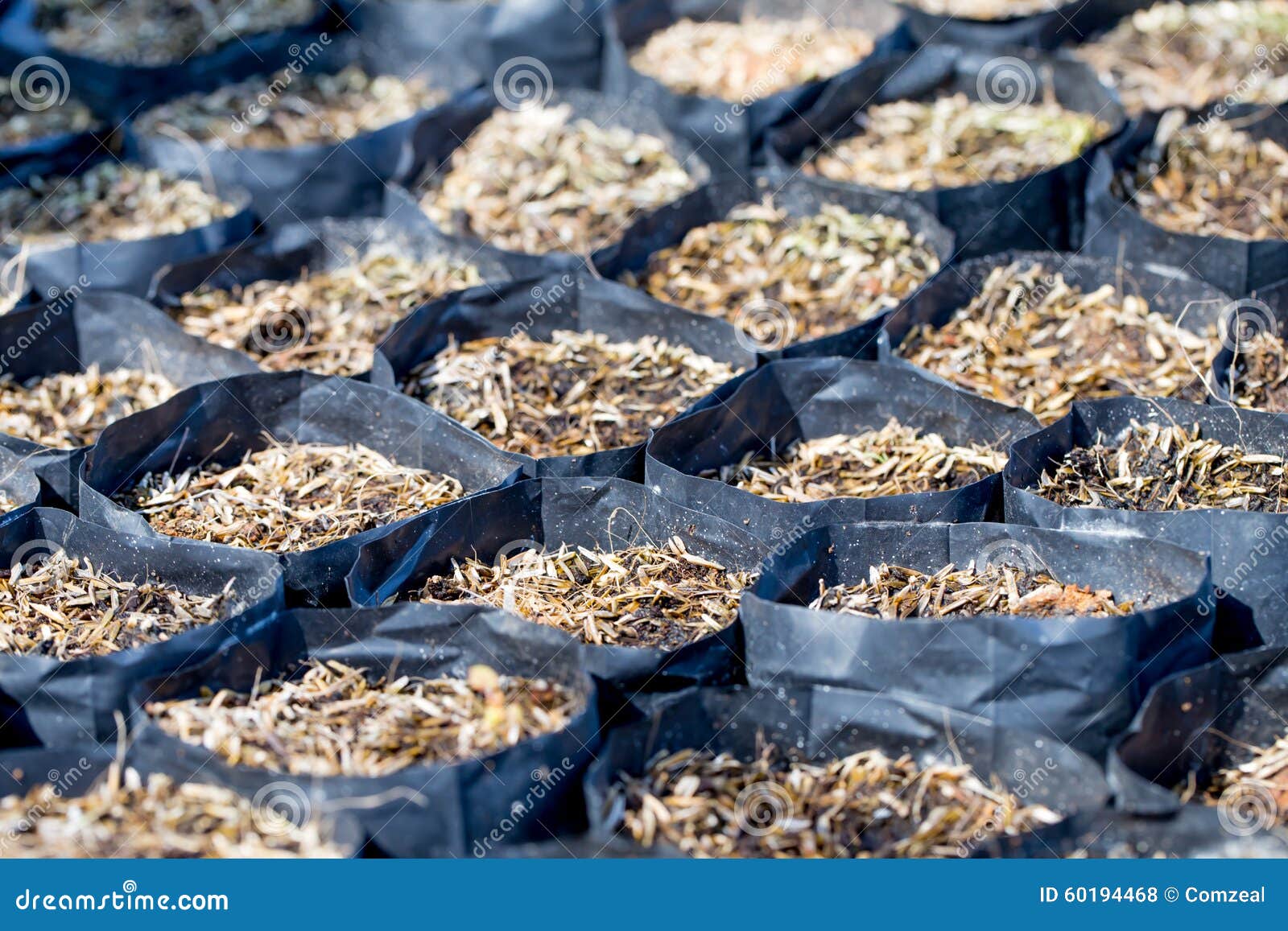 Seedbeds stock photo. Image of seedbeds, cultivation - 60194468