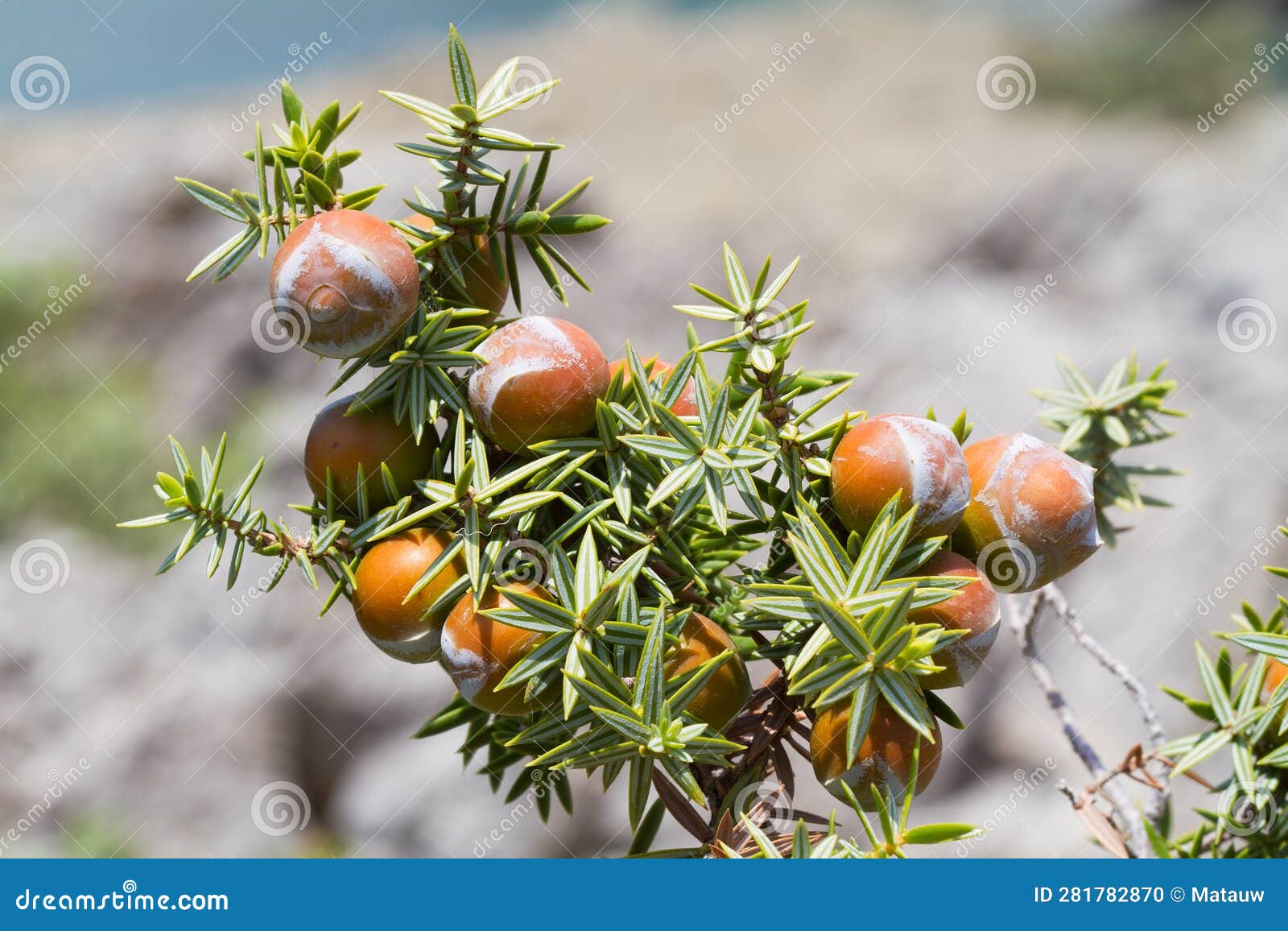 Seedcones and Leaves of Cade Juniper Stock Photo - Image of like ...