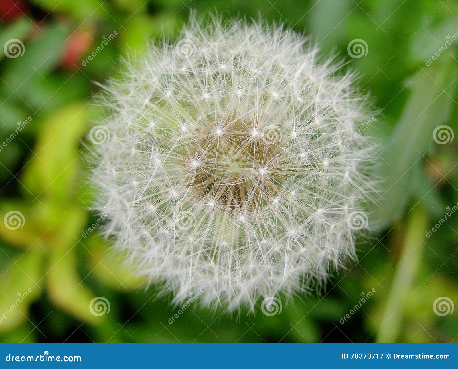 Seeded dandelion head stock image. Image of life, fragility - 78370717