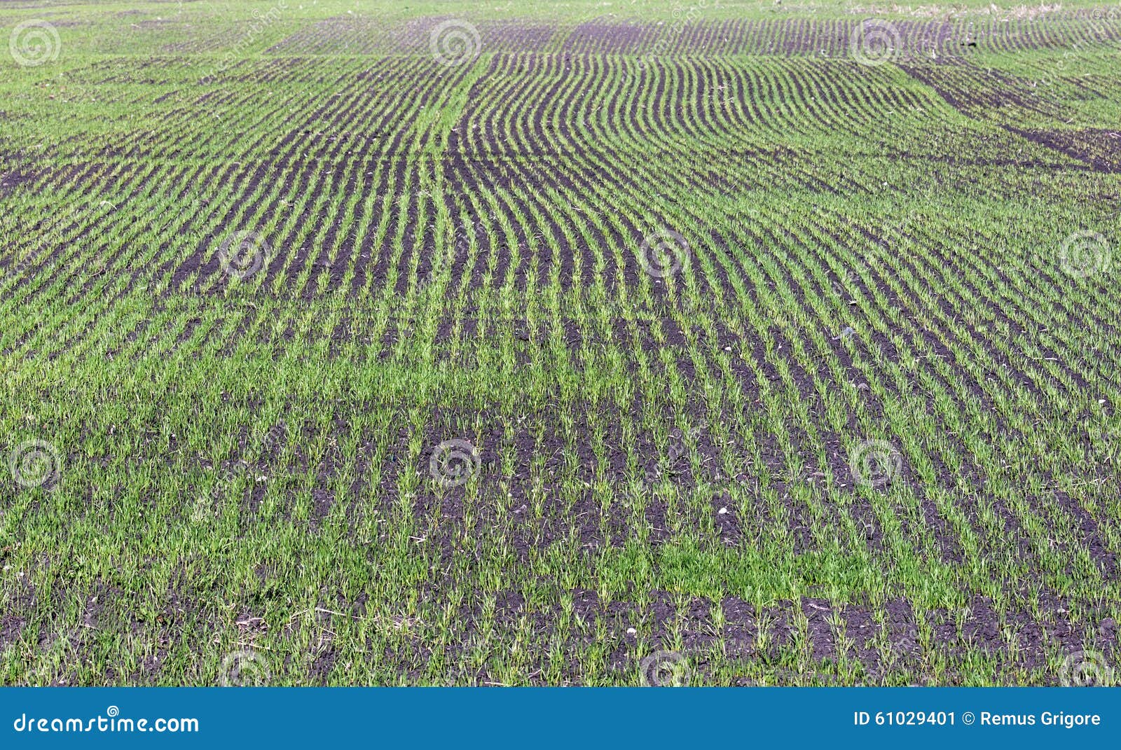 Seeded field stock image. Image of rustic, vegetation - 61029401