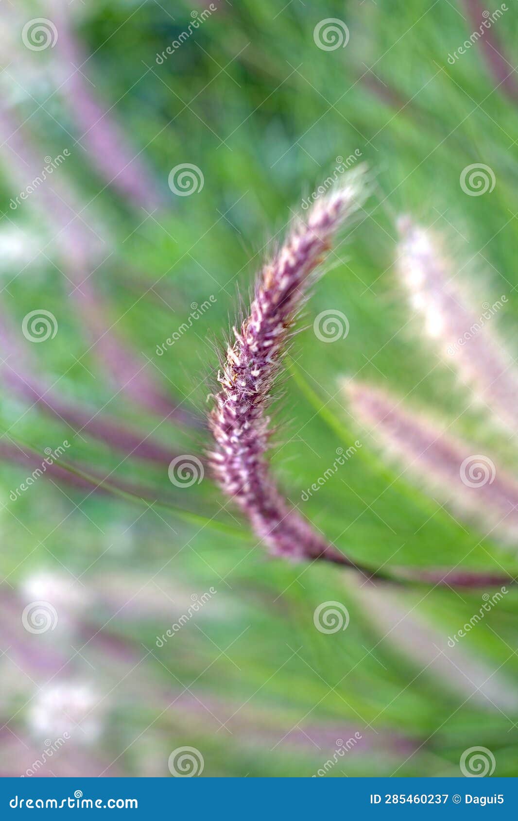 Grass Spike Seeds Pollination Nature Field and Agriculture Stock Image ...