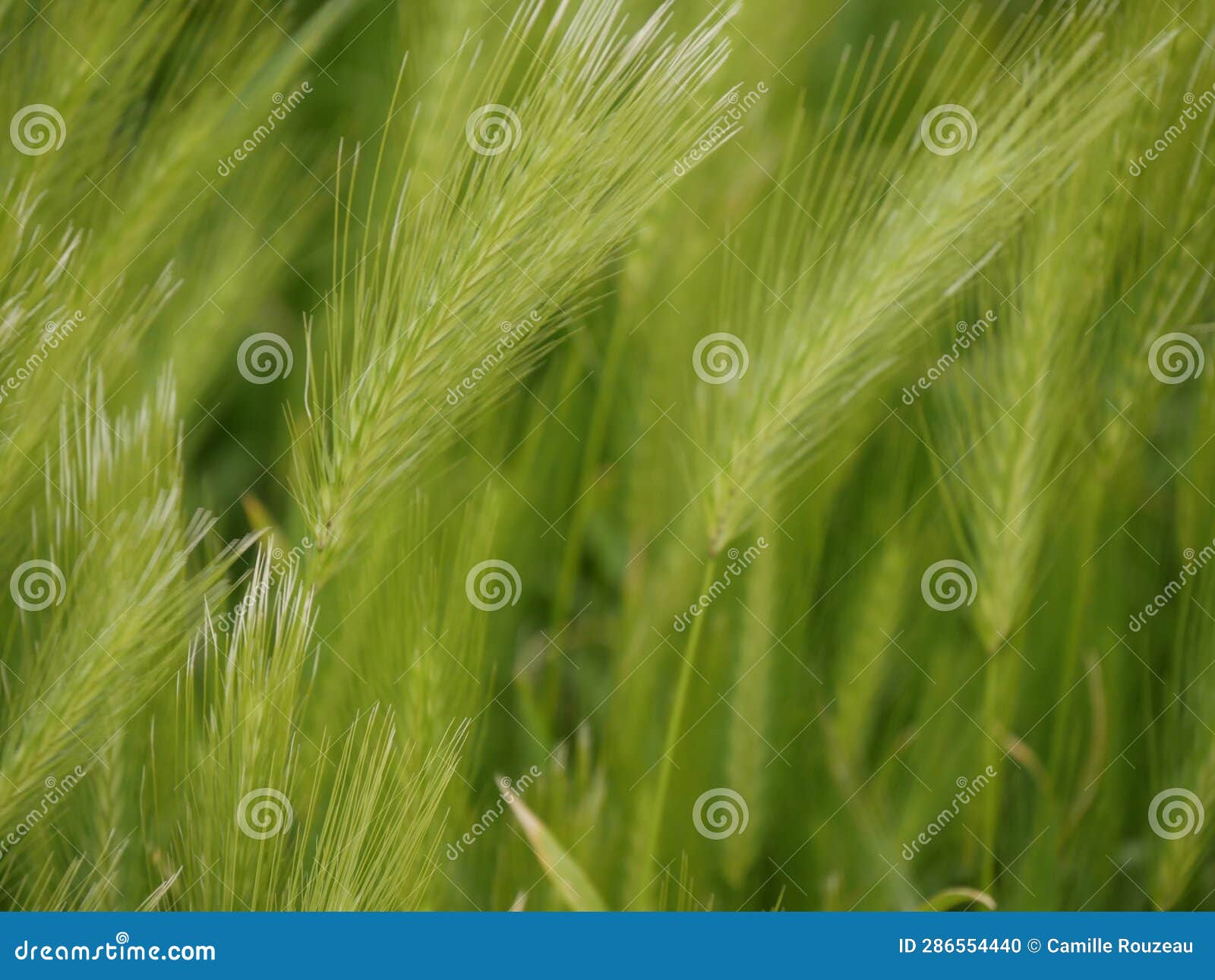 Seedheads of Wild Barley in a Field Stock Photo - Image of wall ...