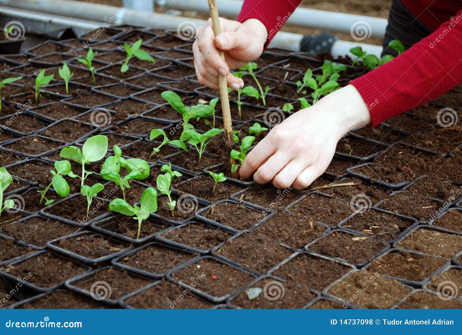 Seeding stock photo. Image of beans, cultivate, flora - 14737098