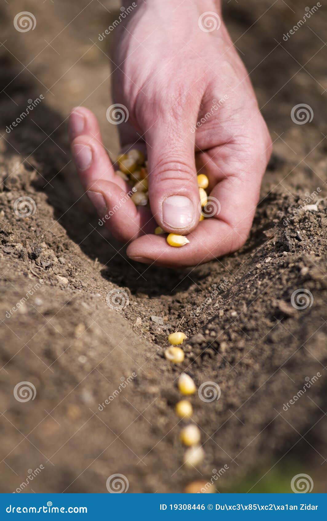 Seeding stock photo. Image of ground, seed, growth, soil - 19308446