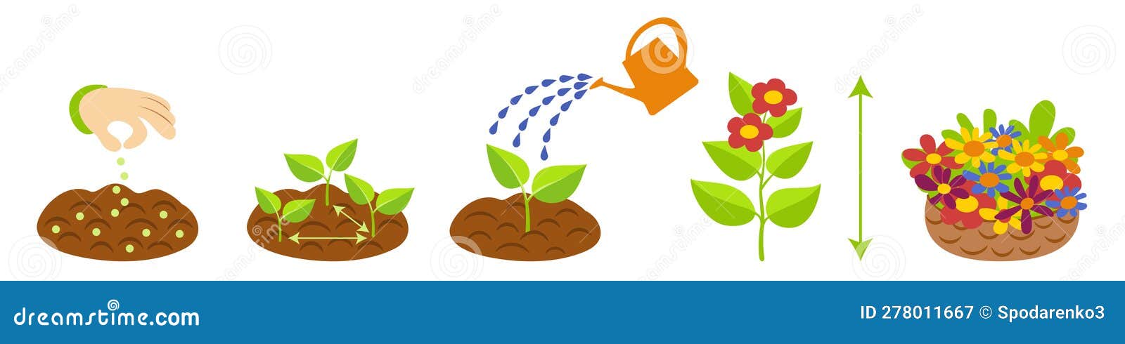 Flowers Growth Stages Infographics Stock Vector - Illustration of stem ...