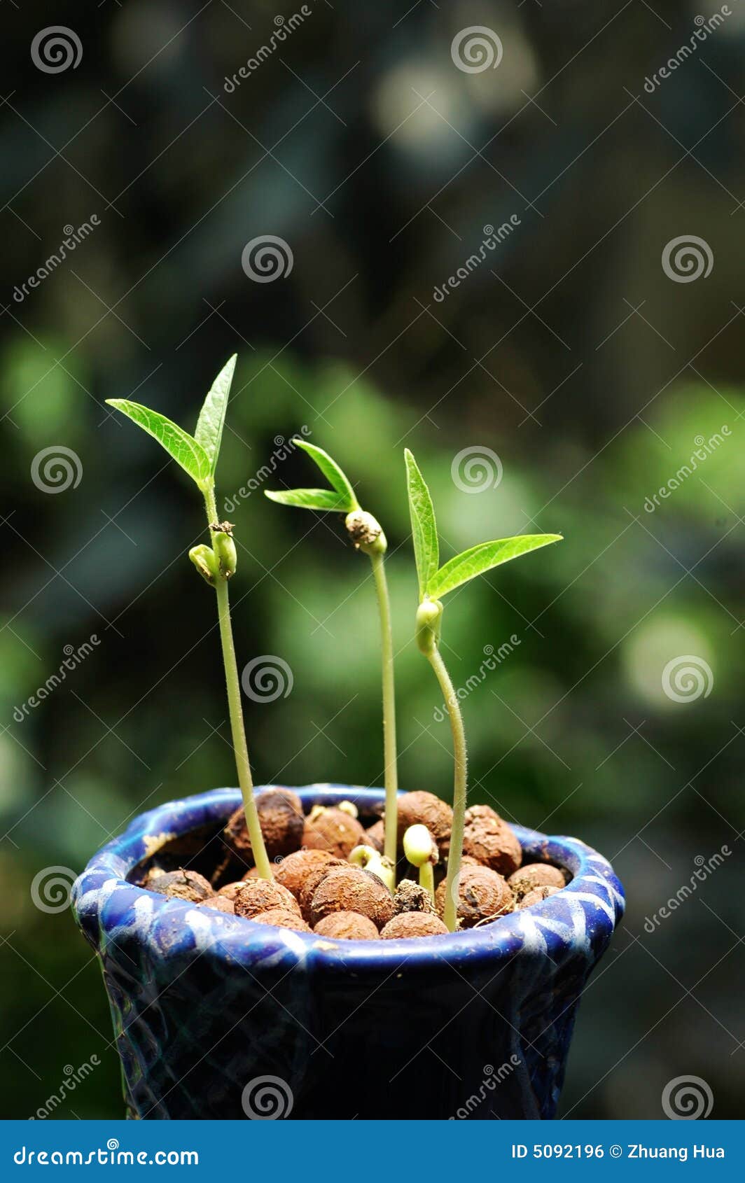 Seeding stock photo. Image of yound, seed, nature, spring - 5092196