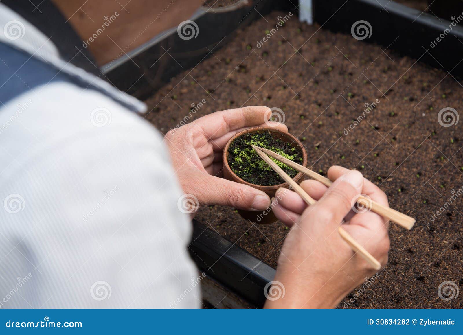 Seeding Begonia stock photo. Image of nurturing, preparation - 30834282