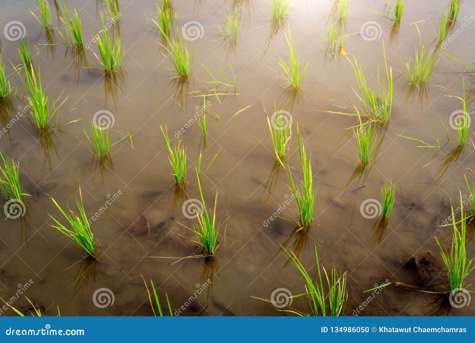 Seeding Green Field of Rice with Water Stock Photo - Image of cultivate ...