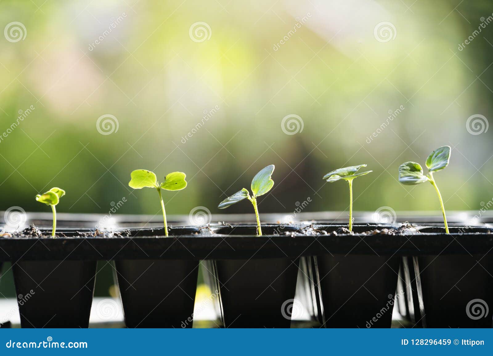 Seeding growing in garden stock image. Image of farm - 128296459