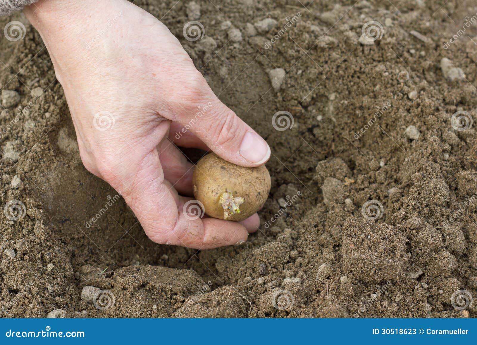 Seeding stock image. Image of potatoes, nature, seeds - 30518623