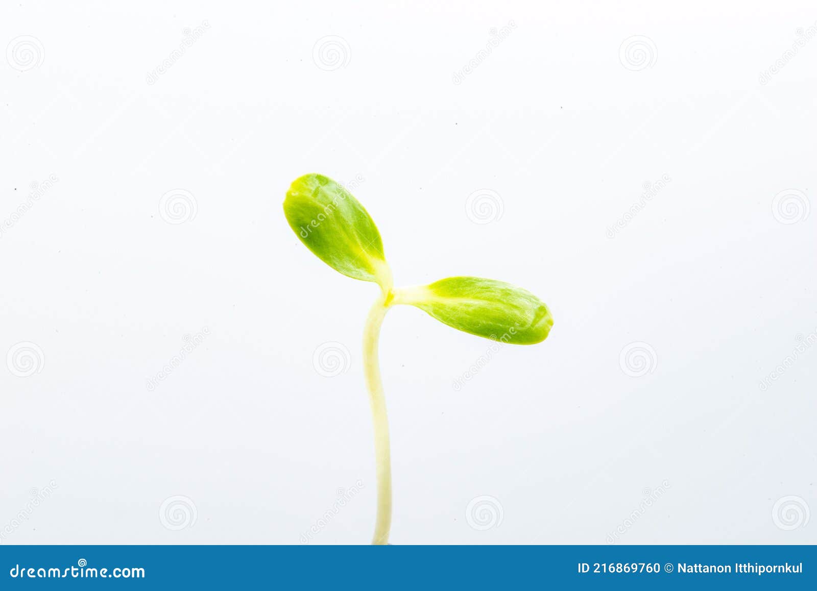 Seeding Isolated on White Background Stock Photo - Image of green ...