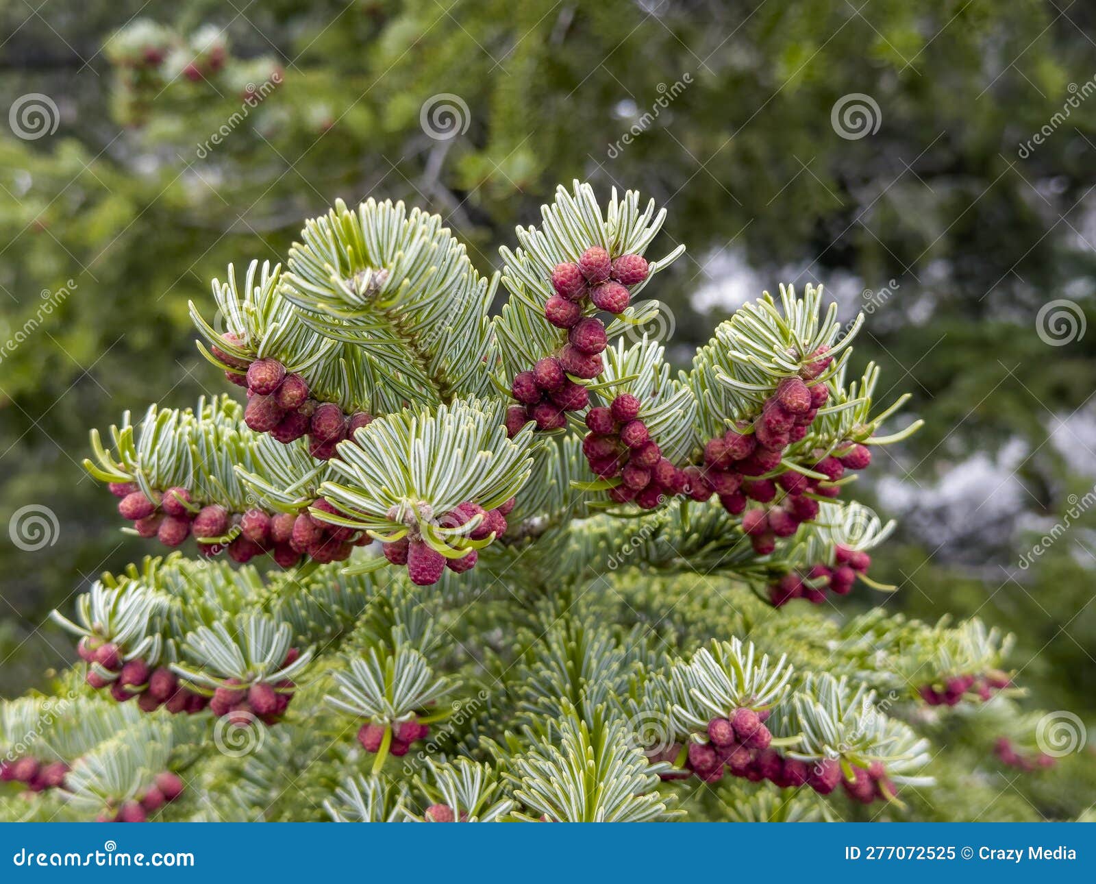 Seeding Period of the Spruce Tree in the Forest Stock Image - Image of ...