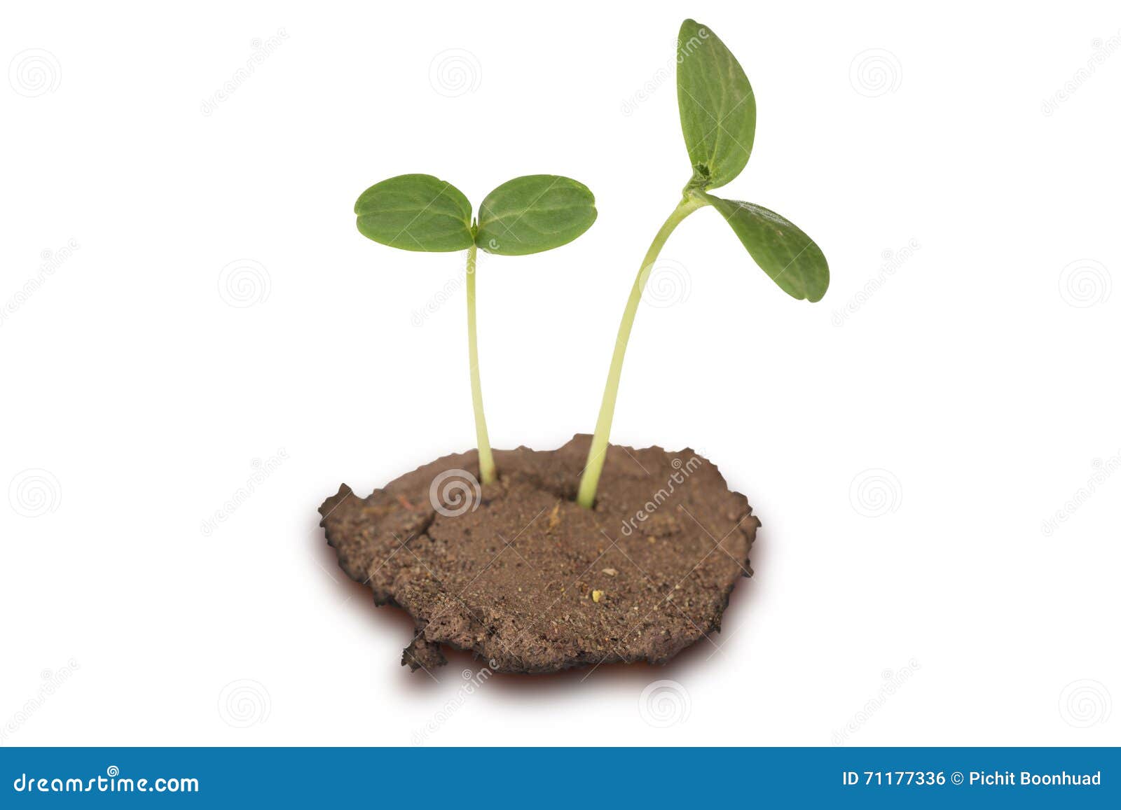Seeding,Plant Seed Glowing Up Isolate on White Stock Photo - Image of ...