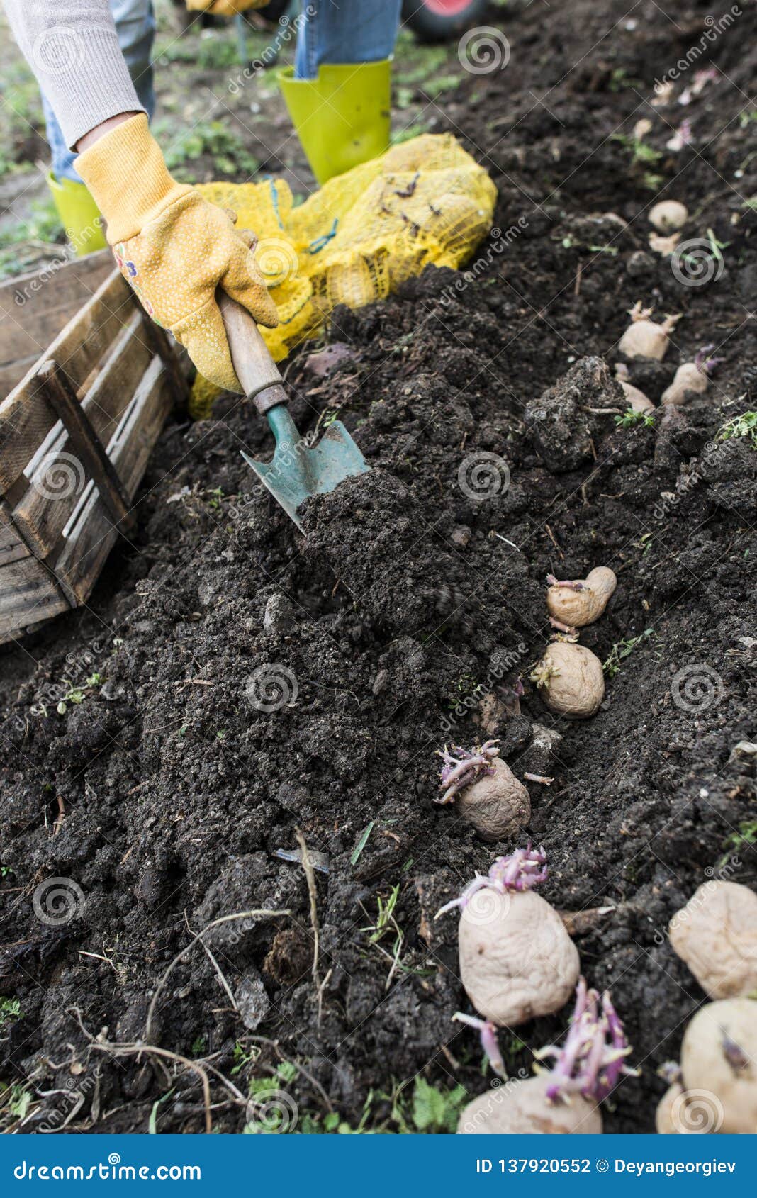 Seeding potatoes stock photo. Image of shovel, ground - 137920552