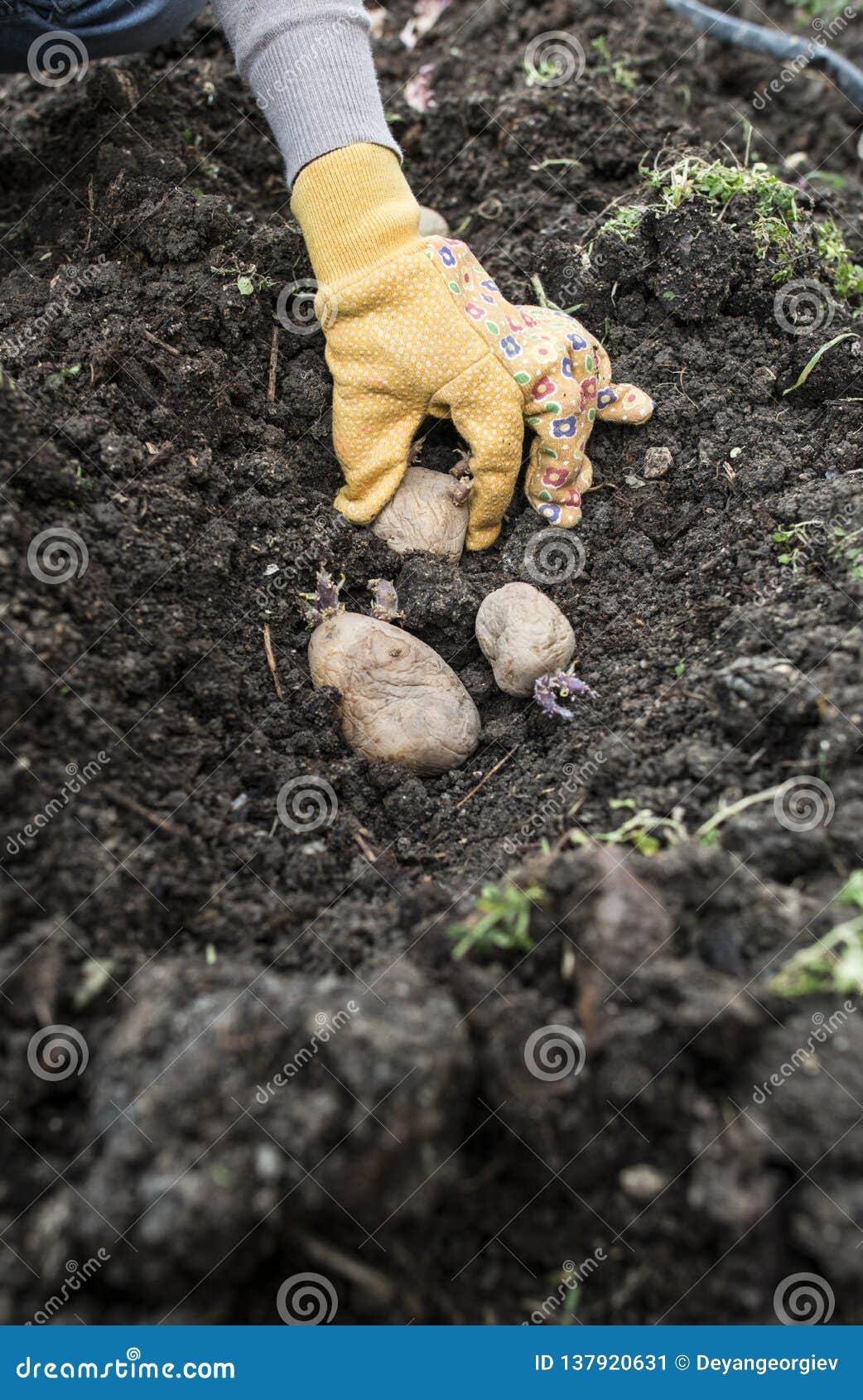 Seeding potatoes stock image. Image of agriculture, earth - 137920631