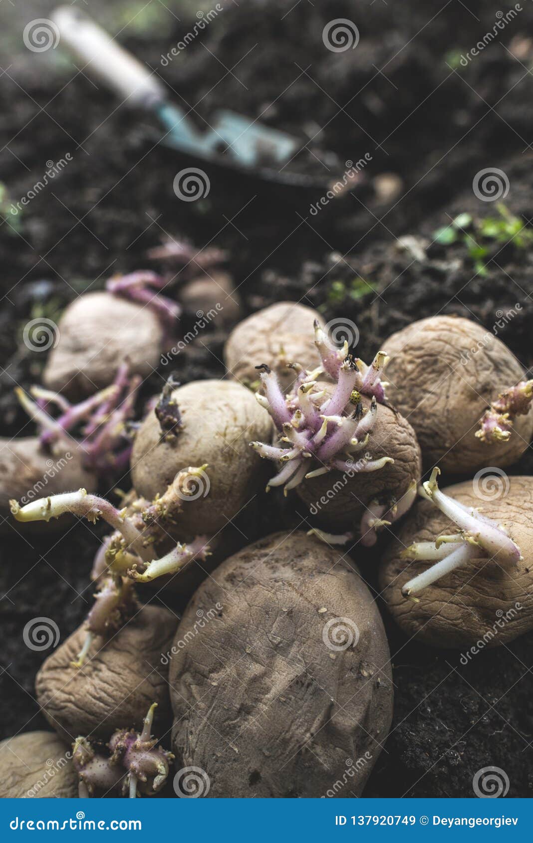 Seeding potatoes stock image. Image of earth, ground - 137920749