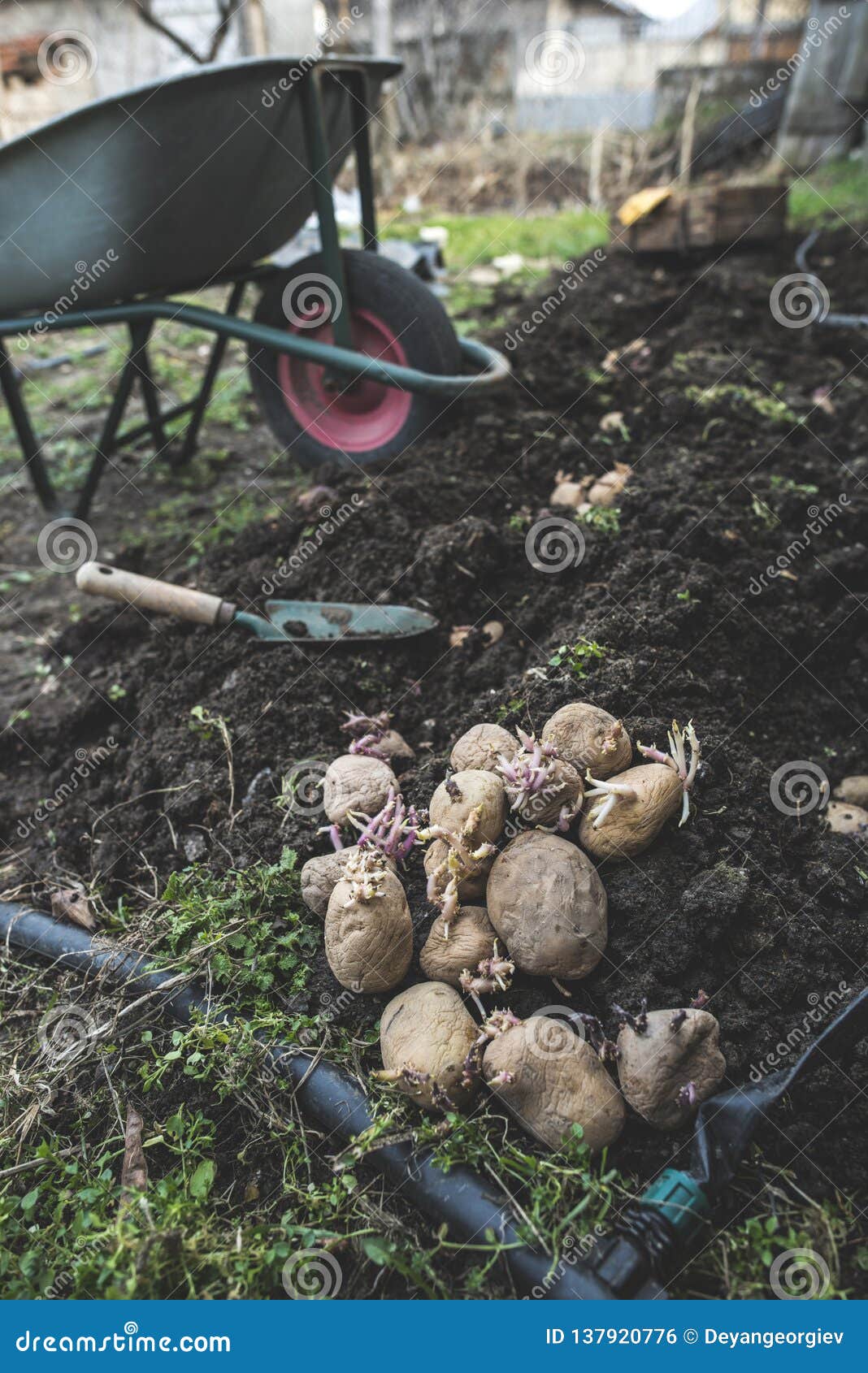 Seeding potatoes stock photo. Image of ground, grow - 137920776