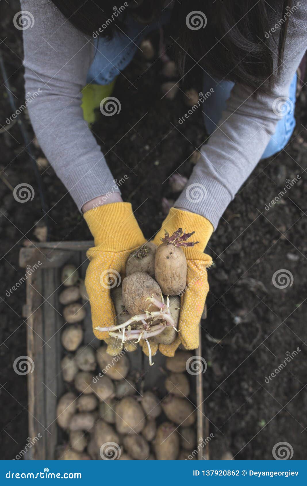Seeding potatoes stock photo. Image of crate, root, ground - 137920862