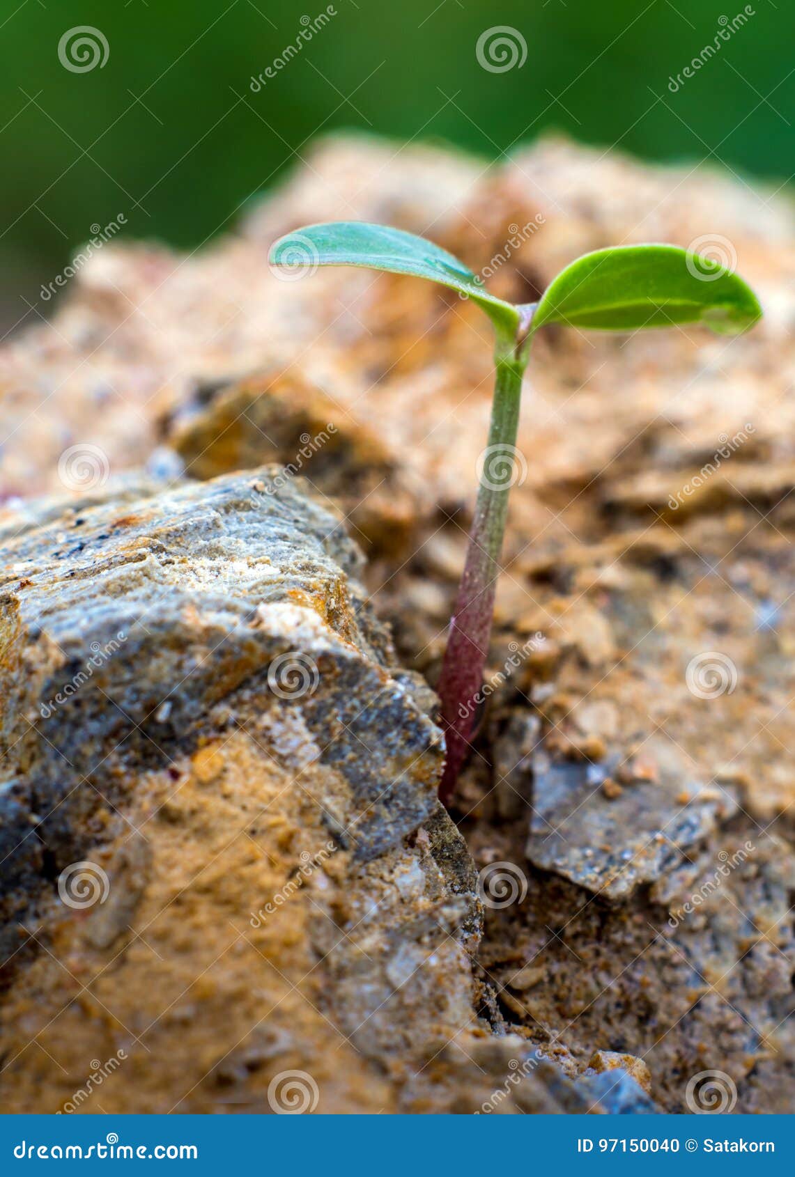 Seeding Sprout Up on Rocky Mountain Soil Stock Photo - Image of seeding ...
