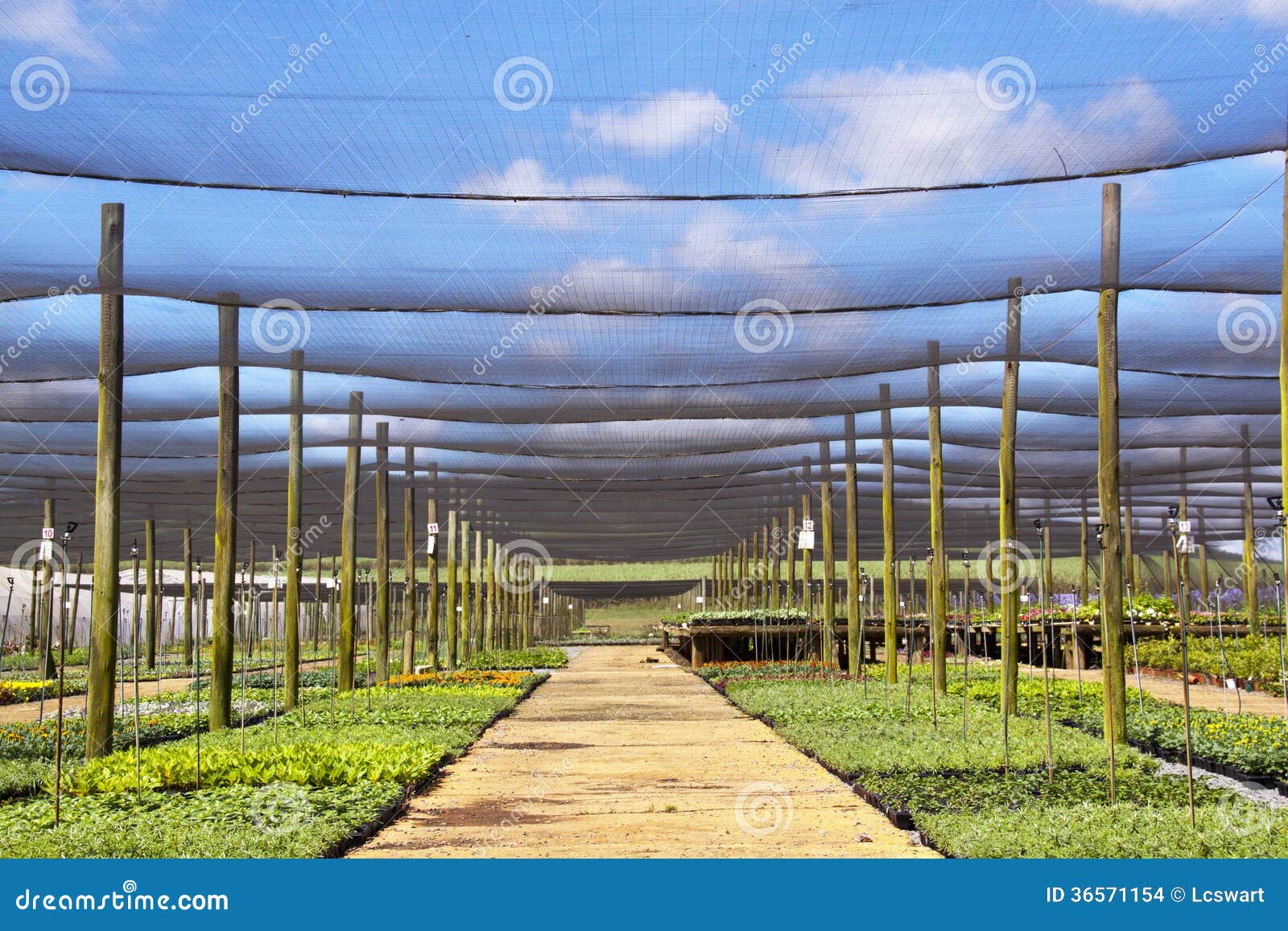Seedings Under Shadecloth in a Nursery Setting Stock Photo - Image of ...