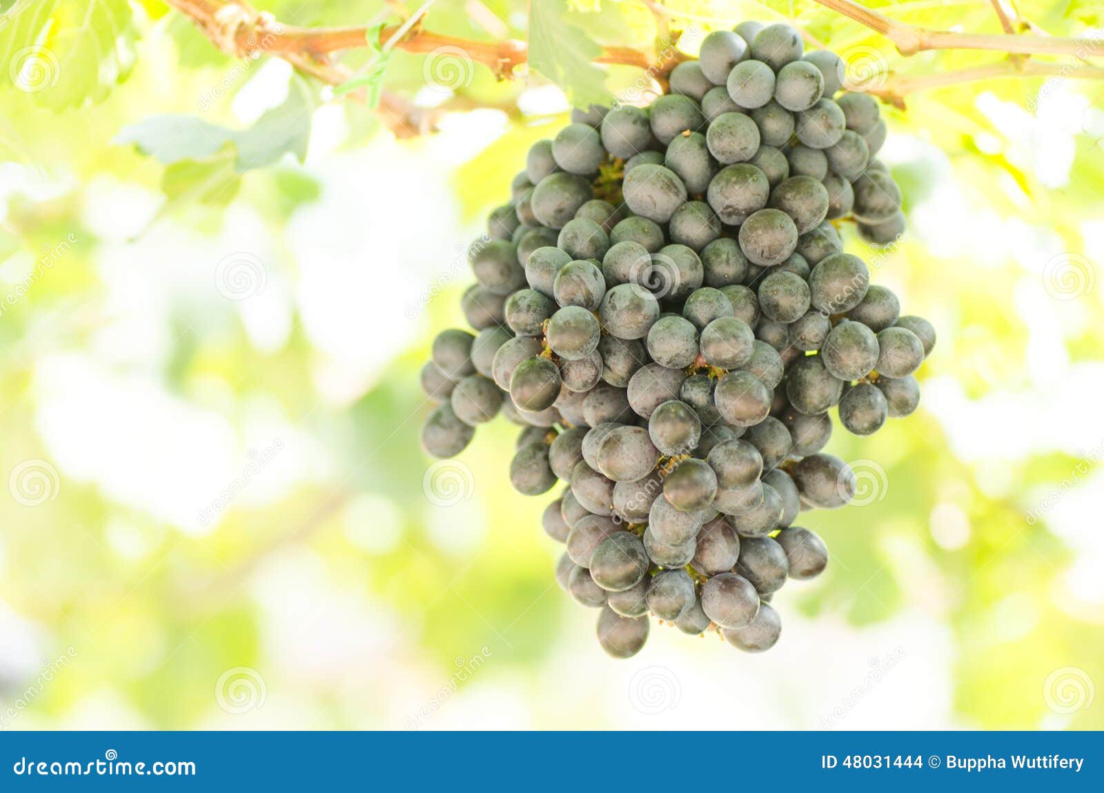 Seedless grape stock photo. Image of seedless, plant - 48031444