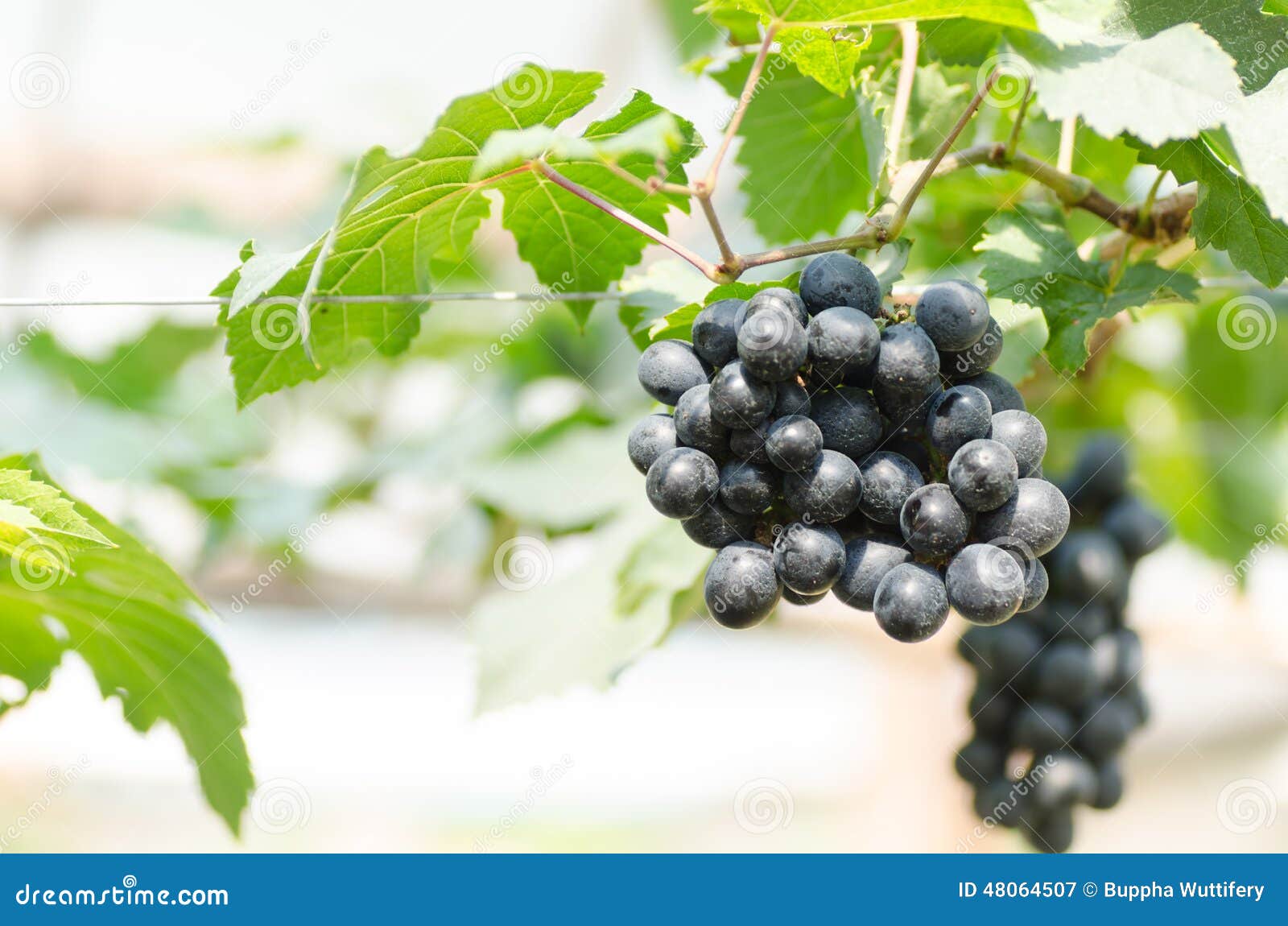 Seedless grape stock image. Image of agriculture, bunch - 48064507