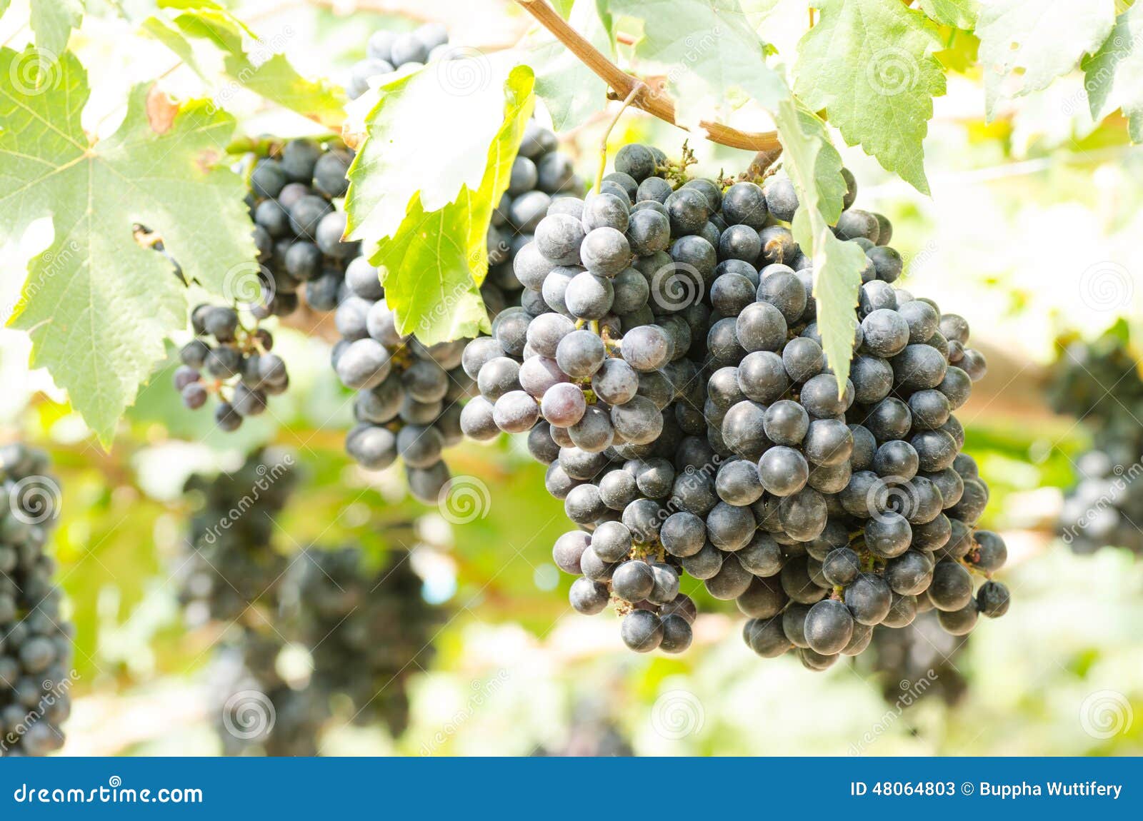 Seedless grape stock image. Image of tree, agriculture - 48064803