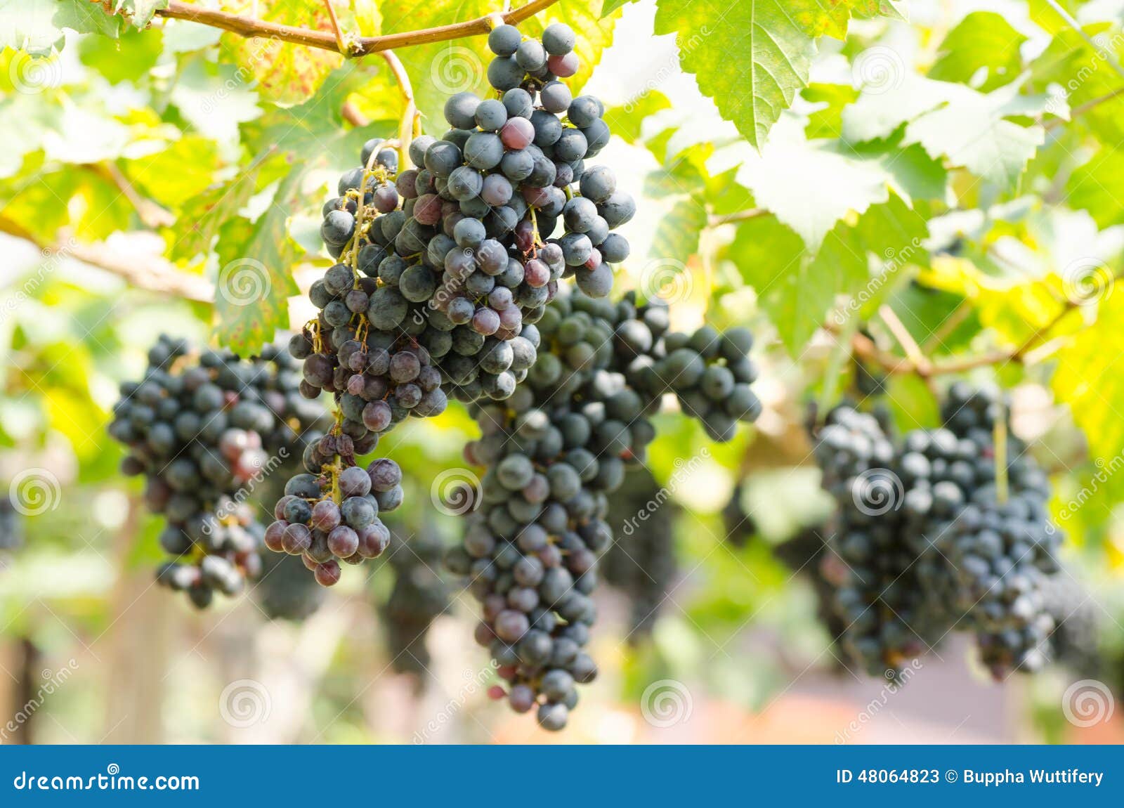 Seedless grape stock image. Image of nature, seedless - 48064823
