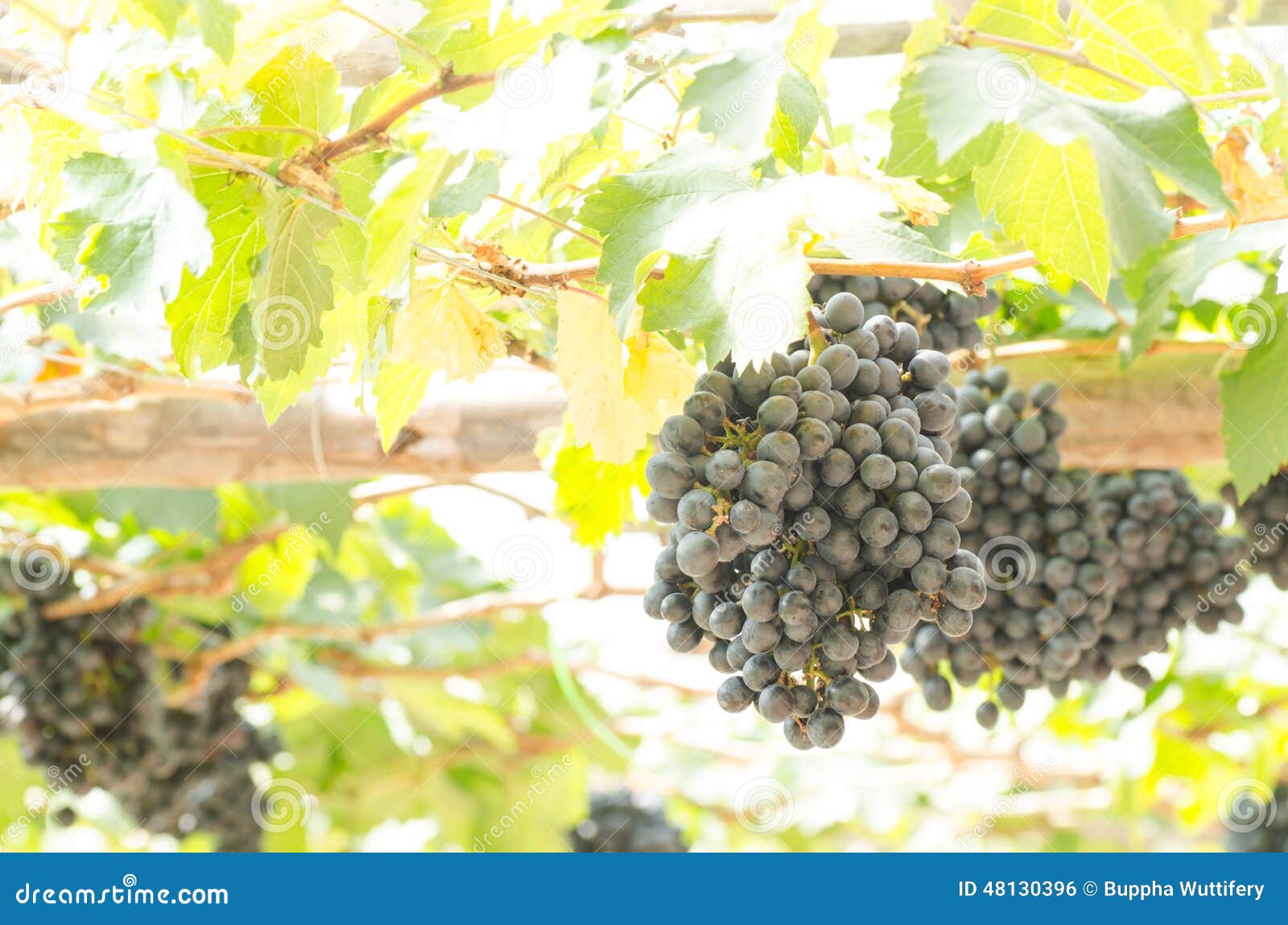 Seedless grape stock photo. Image of nature, grape, fresh - 48130396