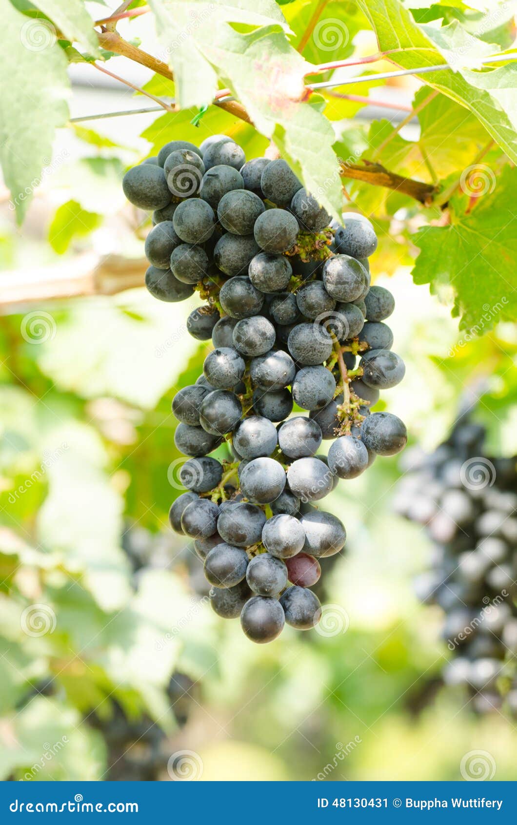 Seedless grape stock image. Image of vine, fruit, grape - 48130431