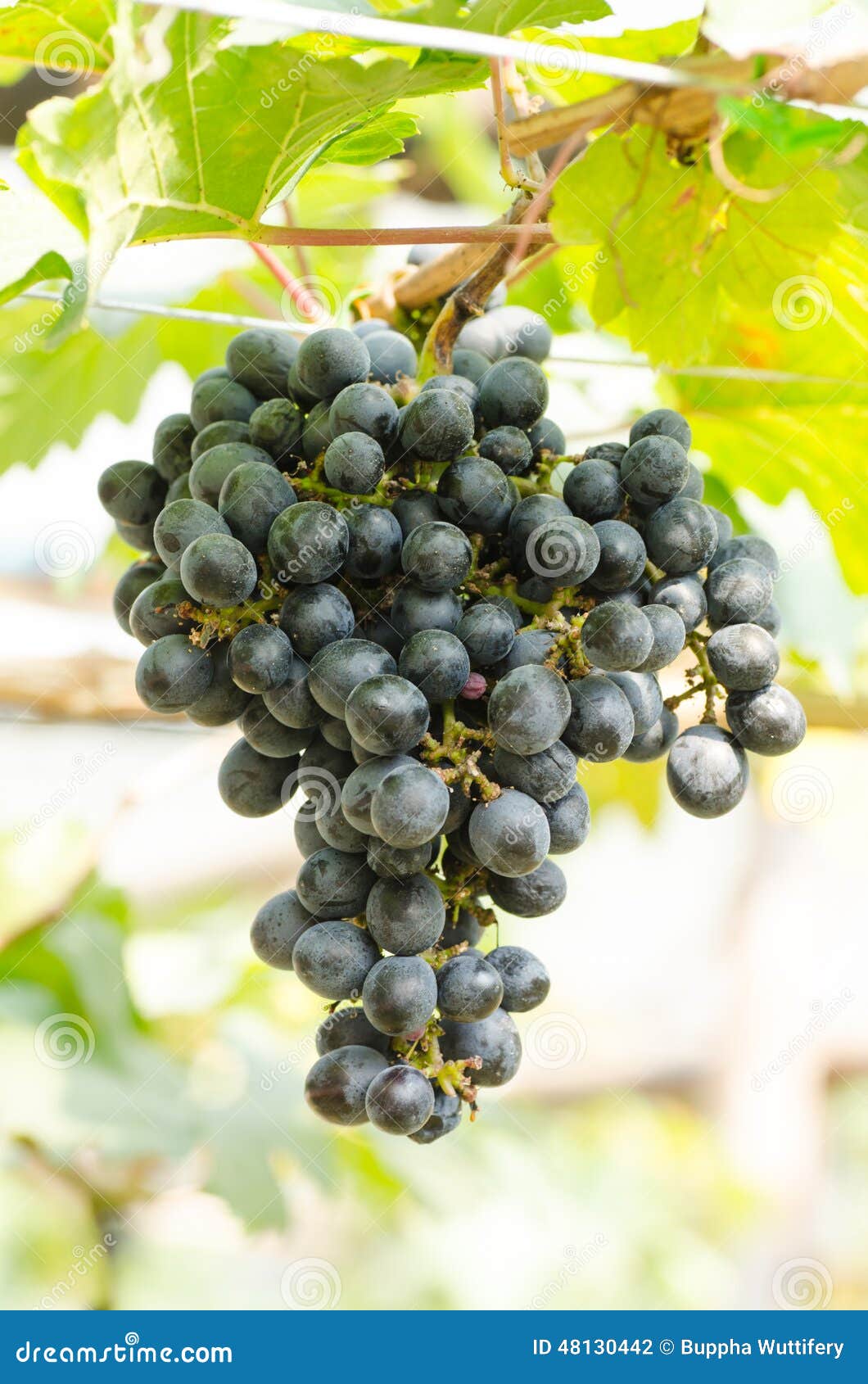 Seedless grape stock photo. Image of tree, vine, plant - 48130442